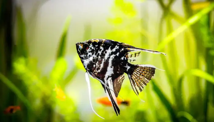 How Often to Feed Angelfish: (Best Feeding Schedule & Tips)