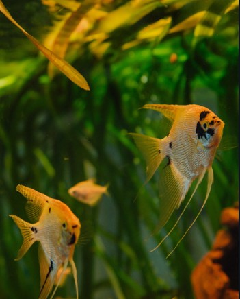 How Many Angelfish in a 55 Gallon Tank: (The Secret Formula)