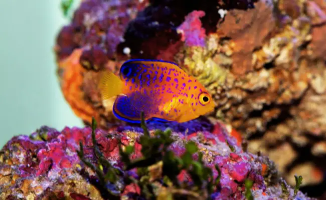 Japanese Angelfish: Stunning Marine Fish for Saltwater Tanks