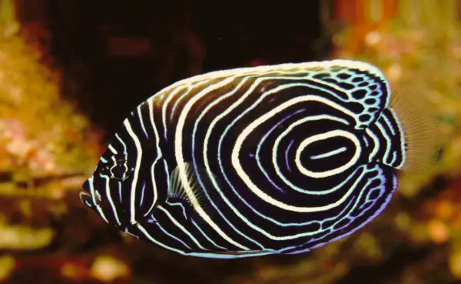 Juvenile Emperor Angelfish Care: From Aquarium to Adult Fish