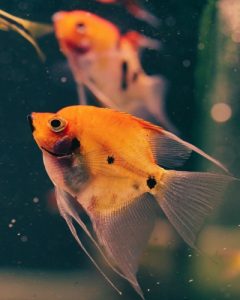 Koi Angelfish Care Guide: Tank Setup, Diet & Breeding Tips