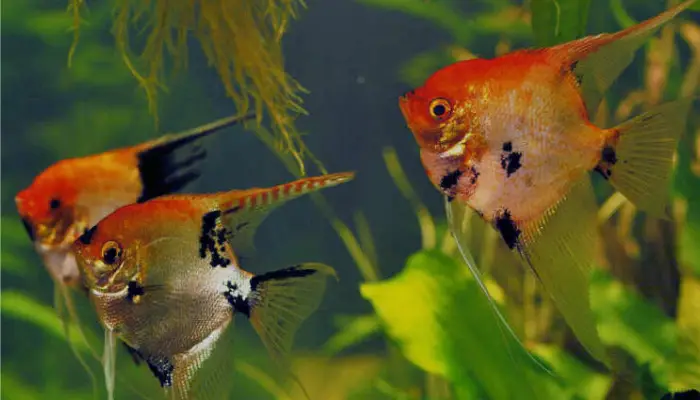 Koi Angelfish Care Guide: Tank Setup, Diet & Breeding Tips