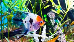 Best Angelfish Water Parameters for a Healthy Aquarium Setup