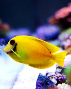 Lemonpeel Angelfish: Care, Tank Mates, and Diet Guide