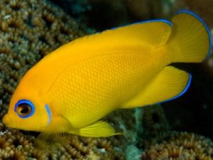 7 Best Reef Safe Angelfish for Your Tank – A Complete Guide