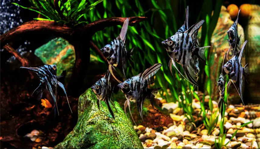 What Do Angelfish Eat? The Best Angelfish Food Choices