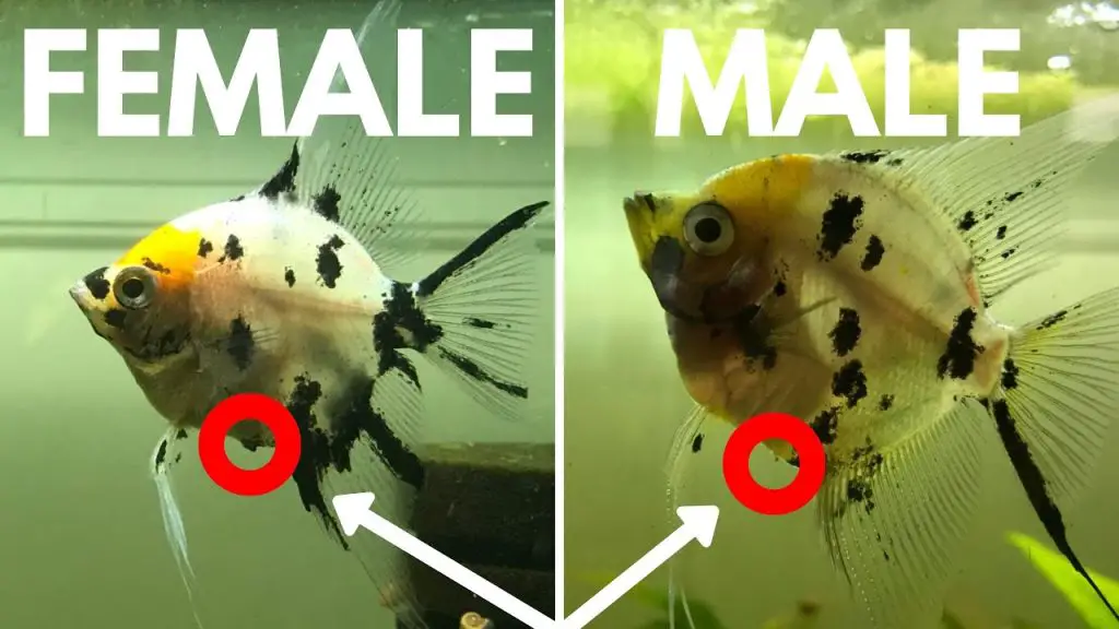 Male vs Female Angelfish - Spotting Differences Like A Pro!