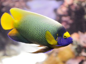 7 Best Reef Safe Angelfish for Your Tank – A Complete Guide