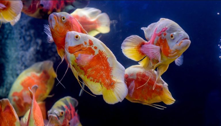 How to Sex Oscar Fish: A Step-By-Step Guide for Beginners