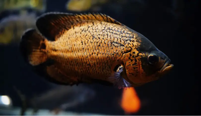 Essential Oscar Fish pH Level - Aquarium Care Guide & Tips