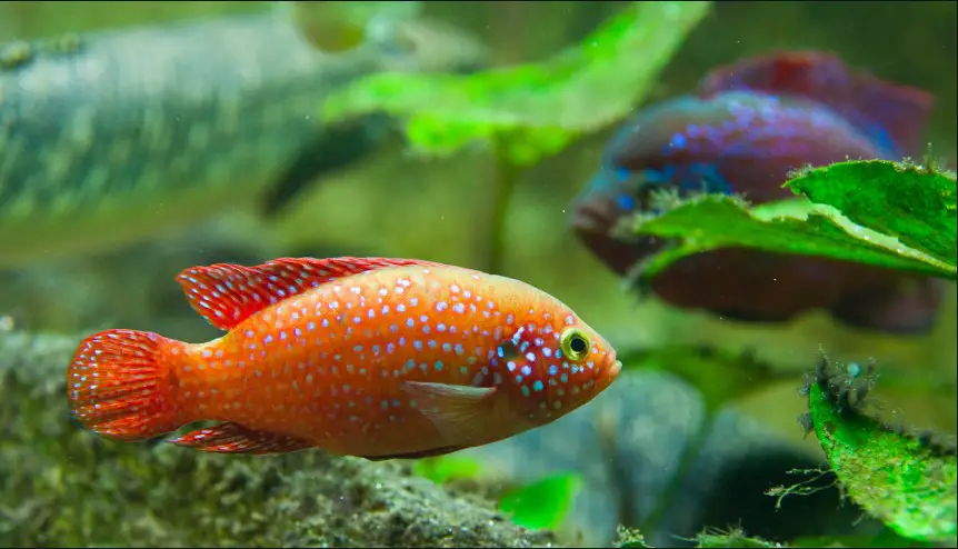 The 7 Best Oscar Fish Breeds for Your Aquarium (Top Picks)