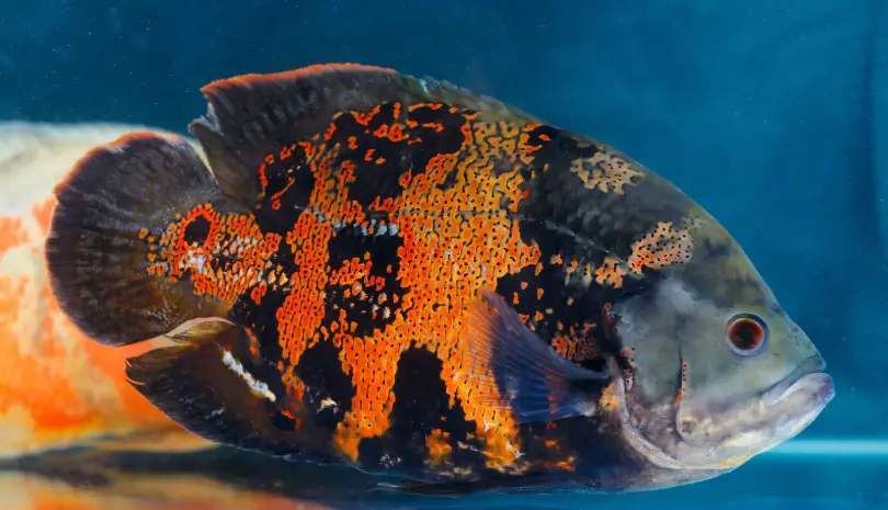 Signs My Oscar Fish Is Dying: Warning Symptoms & Solutions