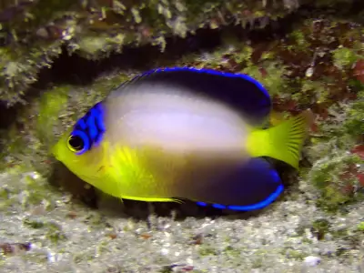 7 Best Reef Safe Angelfish for Your Tank – A Complete Guide