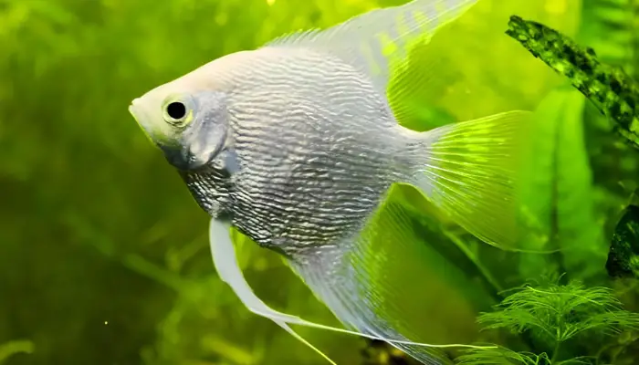 Platinum Angelfish Care: Tank Setup, Diet & Breeding Tips