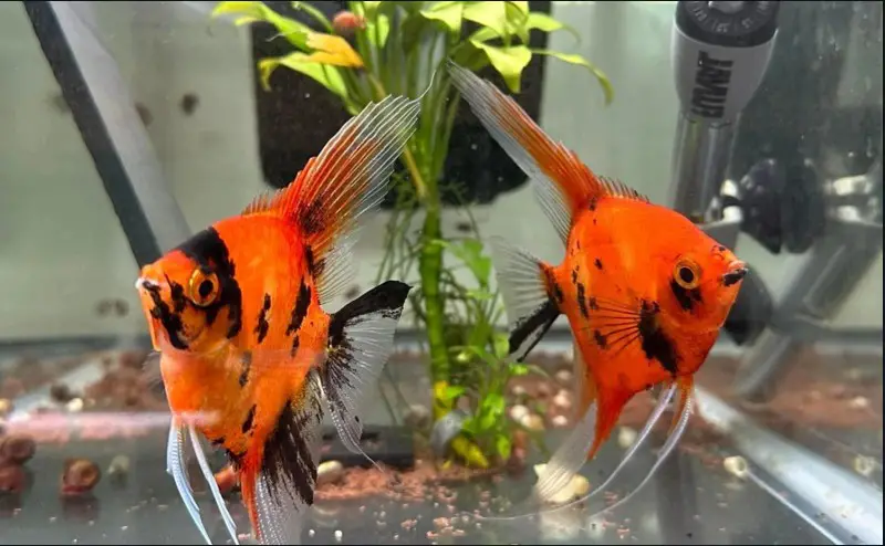 Red Devil Angelfish: Habitat, Diet & Tank Requirements