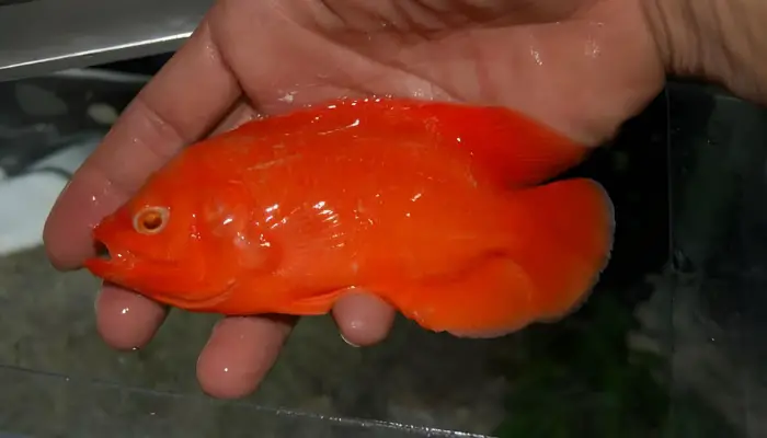 The 7 Best Oscar Fish Breeds for Your Aquarium (Top Picks)