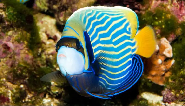 7 Best Reef Safe Angelfish for Your Tank – A Complete Guide