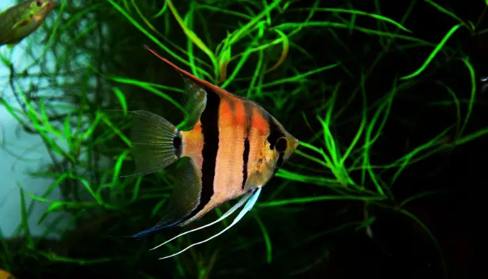 7 Facts You Should Know about Angelfish Characteristics