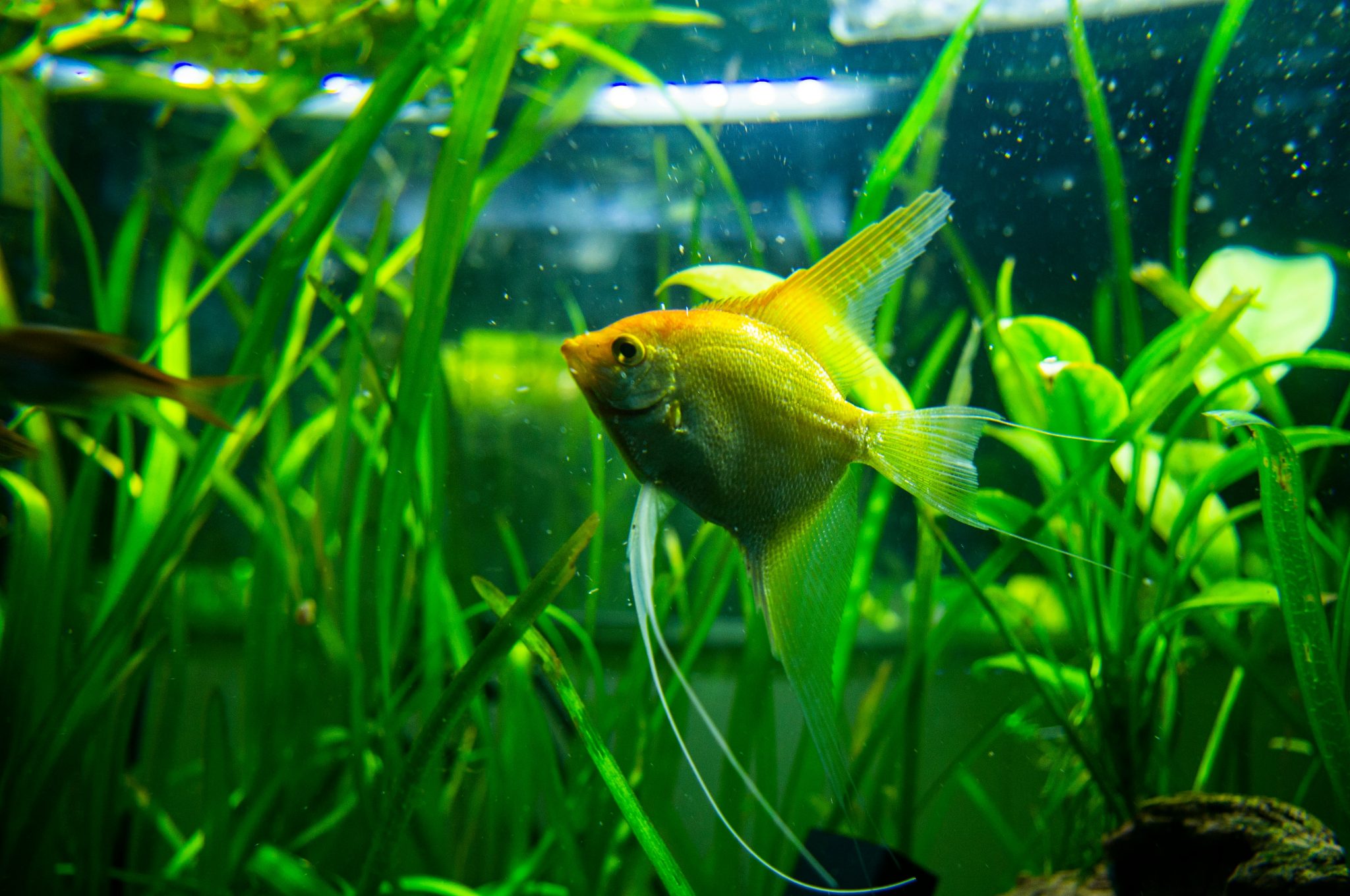 The Complete Guide to Angelfish Tank Setup and Breeding Tips