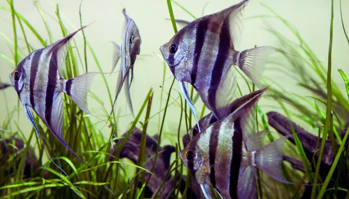 What Do Angelfish Eat? The Best Angelfish Food Choices
