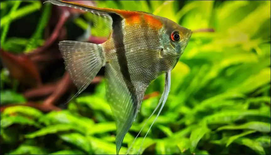 Do Angelfish Bite? Myths, Facts & How to Keep Them Peaceful