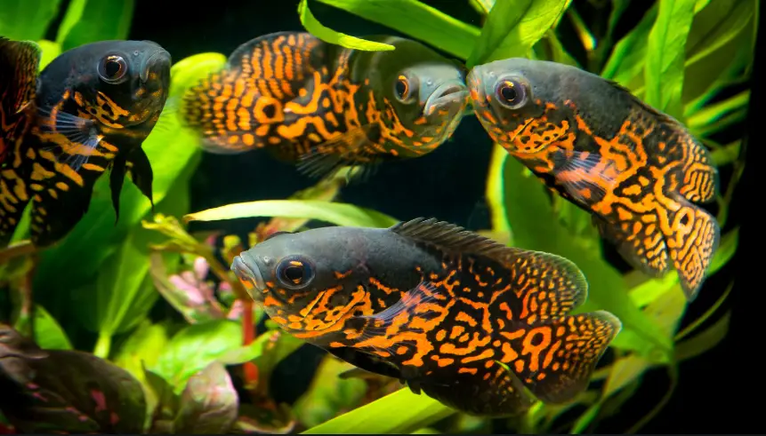 What Can I Feed My Oscar Fish from Home: (Budget-Friendly)