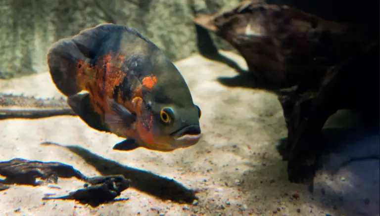 Bloated Stomach Betta Fish | 5 Common Reasons & Quick Fix