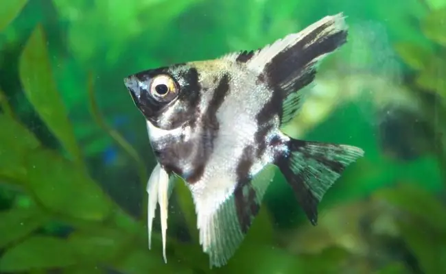 Will Angelfish Fins Grow Back: (Recovery & Care Tips)