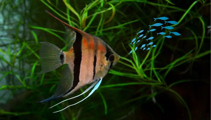 Where Does Angelfish Live? Explore Their Natural Habitats