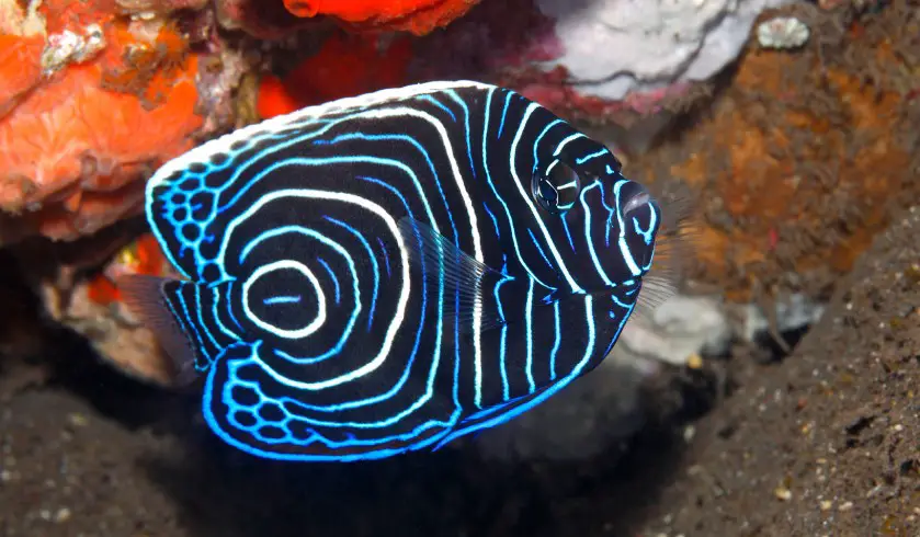 Juvenile Emperor Angelfish Care: From Aquarium to Adult Fish