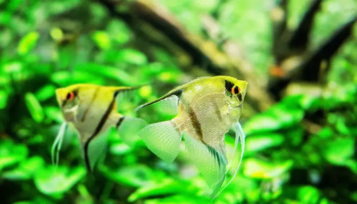 Angelfish Size Explained: What to Expect as They Grow!