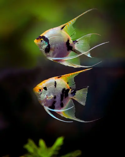 How Often to Feed Angelfish: (Best Feeding Schedule & Tips)