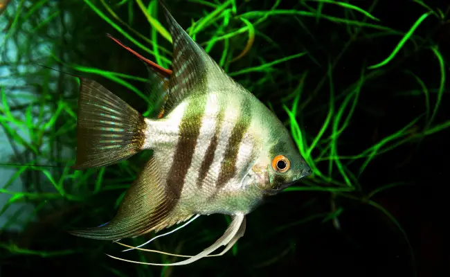 Koi Guppy Fish Price, Size, and Different Types (Solved)