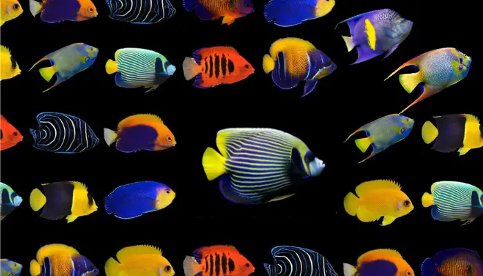 Saltwater Angelfish Species: Colors, Sizes & Compatibility
